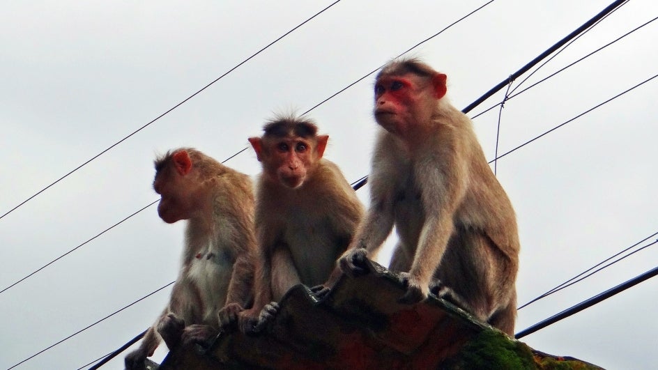 Like Humans, Monkeys Communicate Using Affiliative, Combative and ...