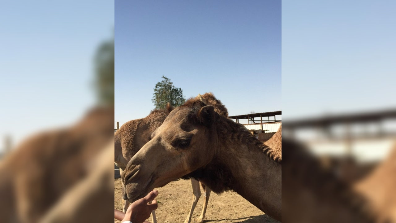 Camel Flu Threat Looms over FIFA World Cup; Here's All You Need to Know ...