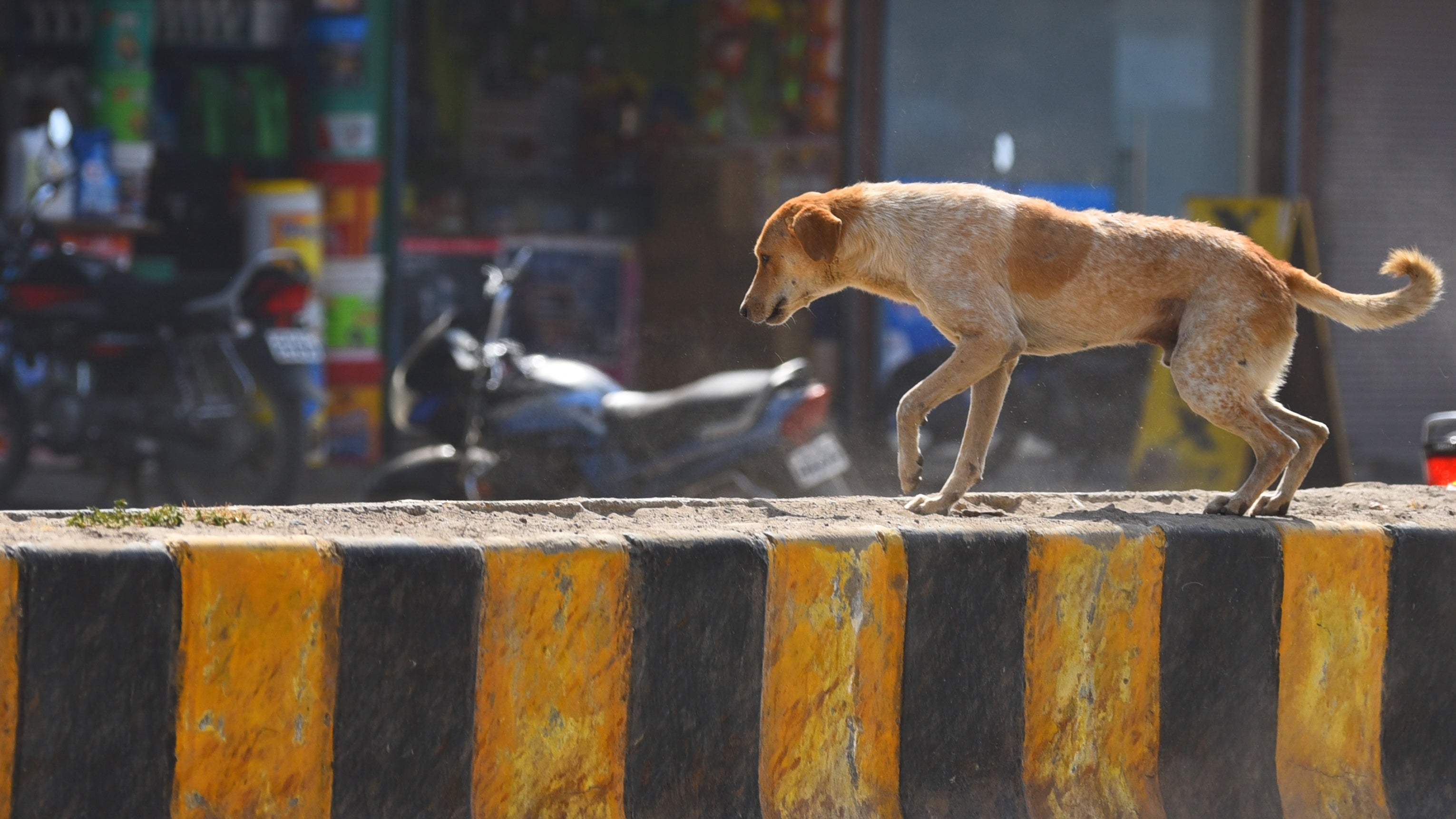 Delhi: Footages of Cruel Removal of Stray Dogs Emerge | Weather.com
