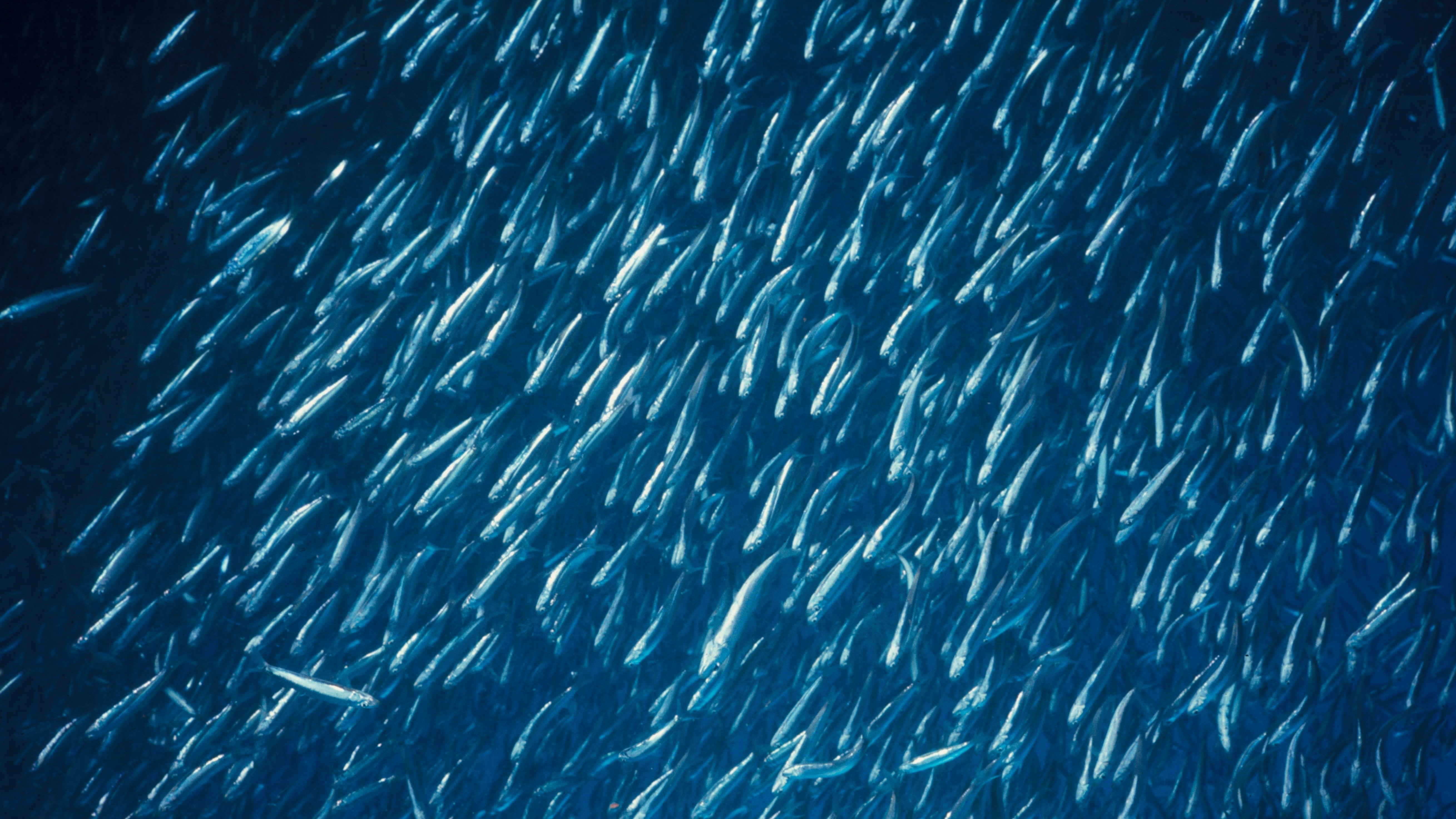 Massive Fish Meet-Cutes Might Be Helping Provide Oxygen to Different ...