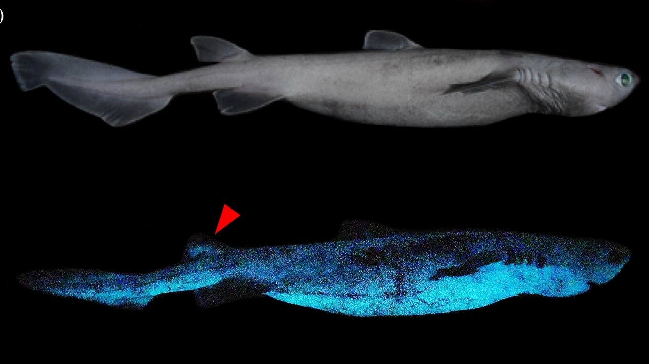 Shimmering Sharks: Scientists Discover Three Deep Sea Shark Species ...