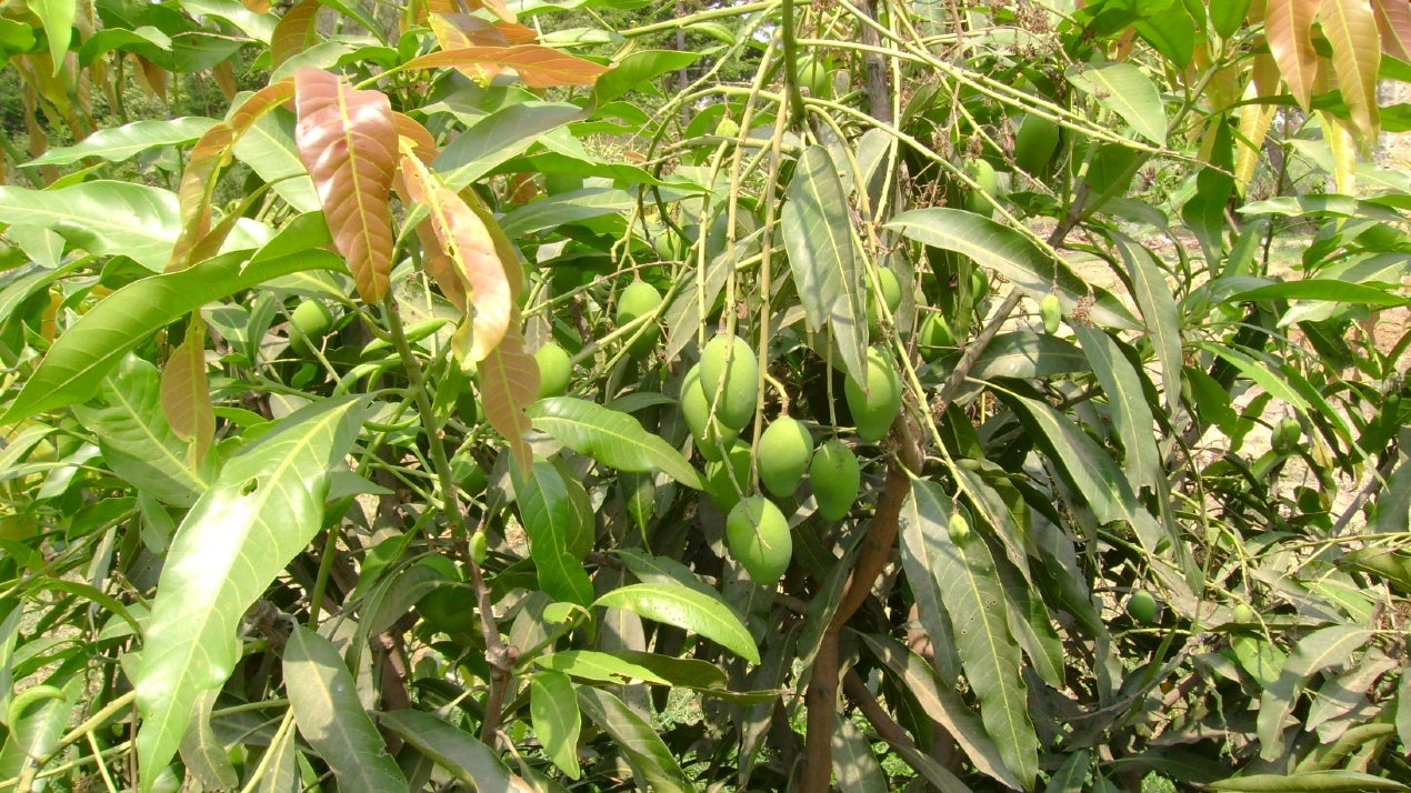 Himachal Bans Felling of Mango and Other Tree Species to Curb Timber ...