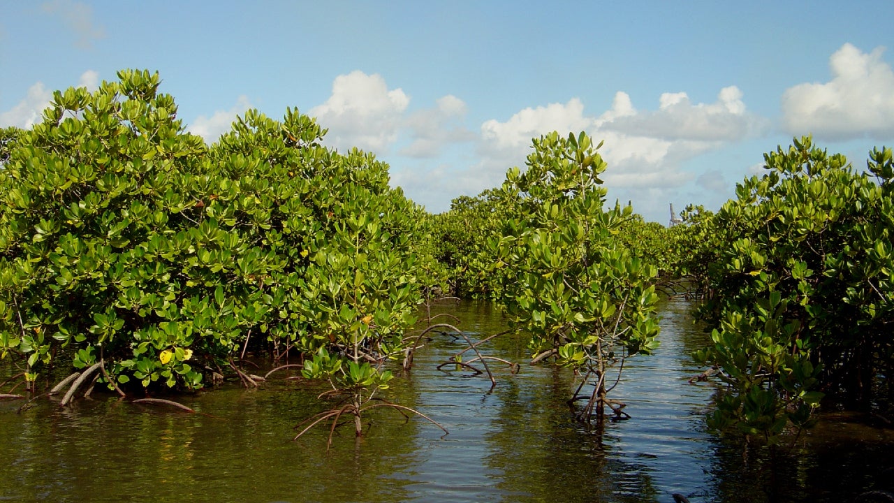 COP26: Integration of Nature-Based Solutions Required to Fight Climate ...