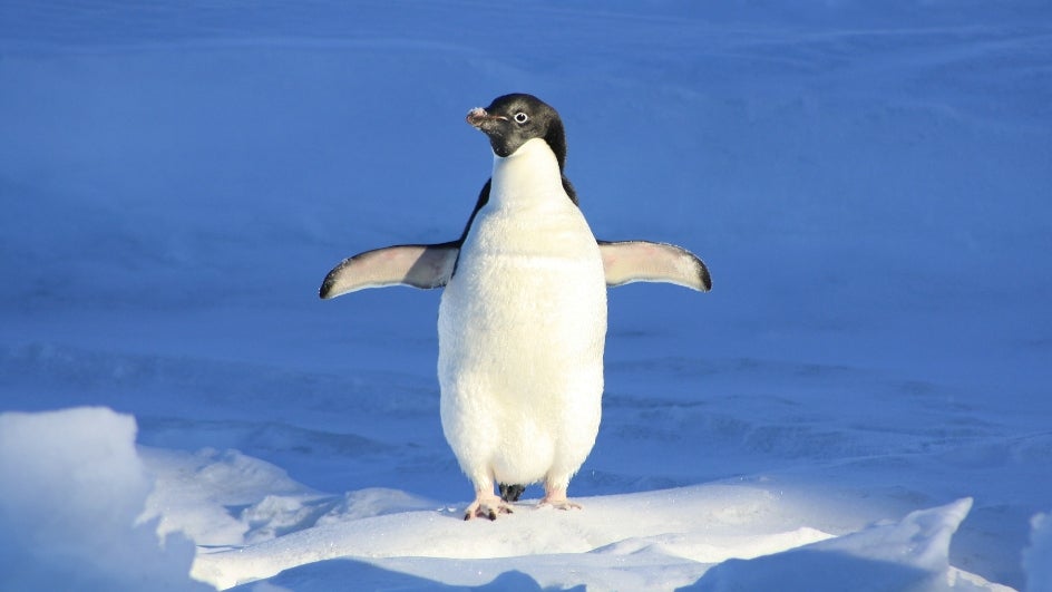 Fossil of 'Human-sized' Penguin Found in New Zealand | Weather.com