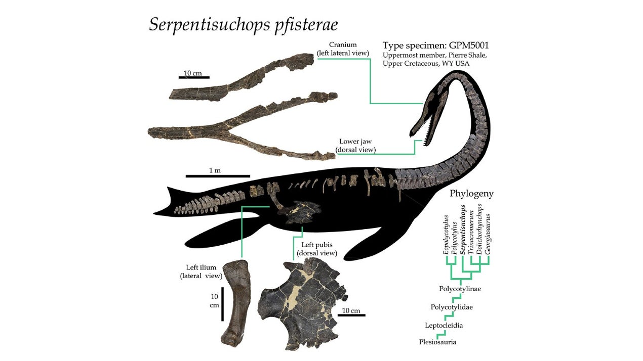 Researchers Discover Prehistoric Sea Monster with Snake-Like Neck and ...