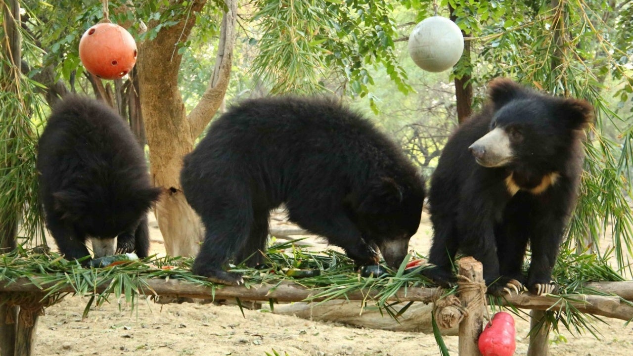 Go Bears! Mother Bear and Her Cub Seen Playing Football in Odisha ...