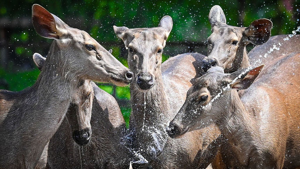 Zoo Animals Cool Off As Extreme Heat Hits New Delhi | Weather.com