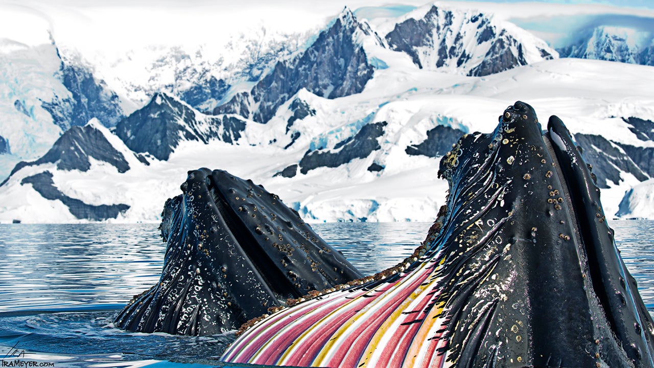 From Wildlife to Ice, Photographer Captures the Awe of Antarctica ...