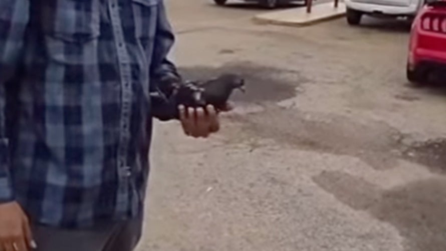 'I'm About to Tell You the Weirdest Thing': Police Help Track Down ...