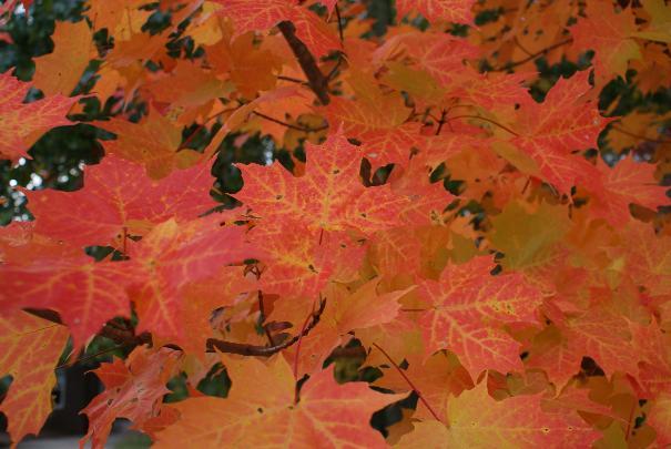 Fall Outlook: Cool West, Mild East | The Weather Channel