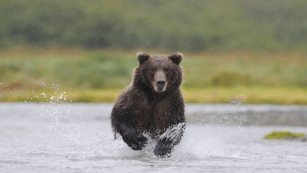James And The Giant Bear | The Weather Channel