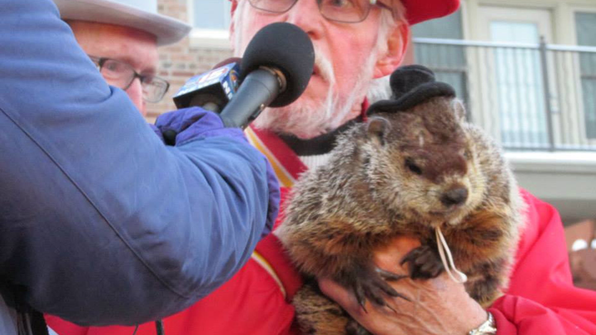 Groundhog Day 2015: Top 11 Groundhogs to Watch (PHOTOS) | The Weather ...