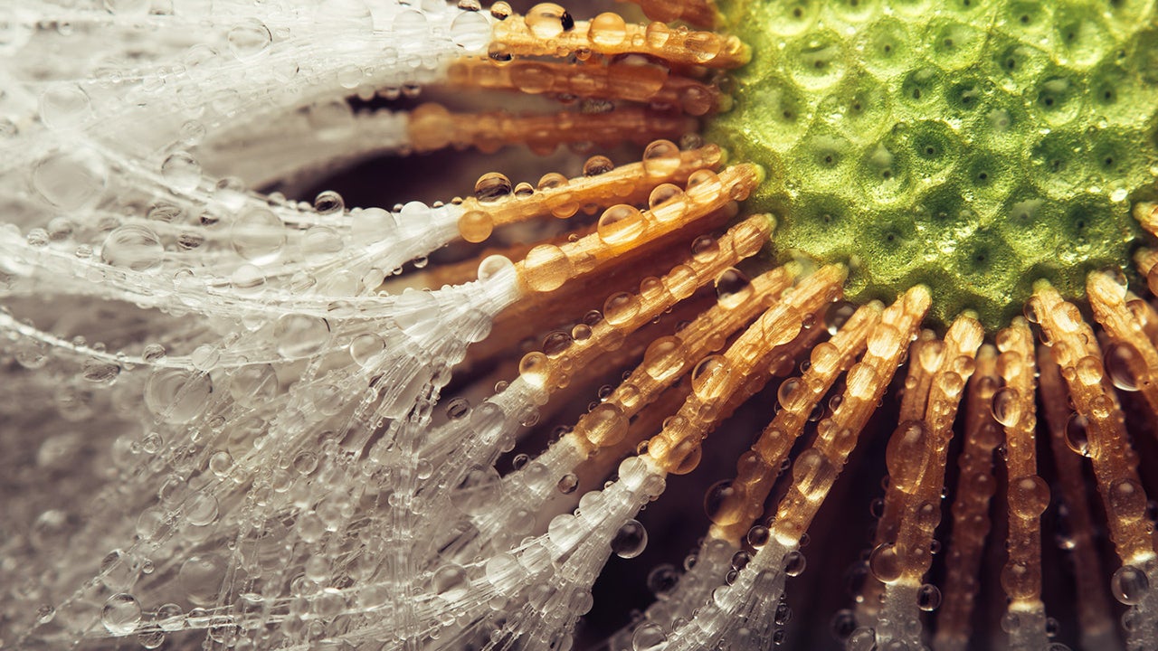 Up Close and Personal with Seeds (PHOTOS) | The Weather Channel