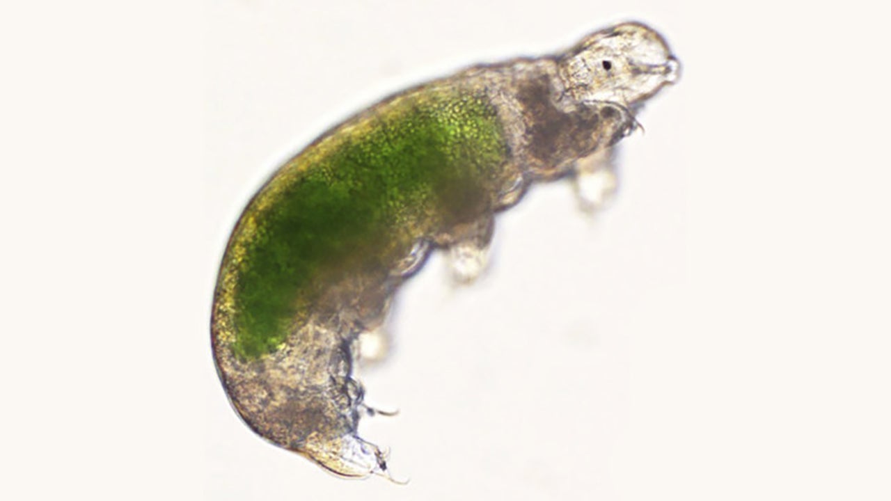 Water Bears Revived By Scientists After Being Frozen For 30 Years | The ...