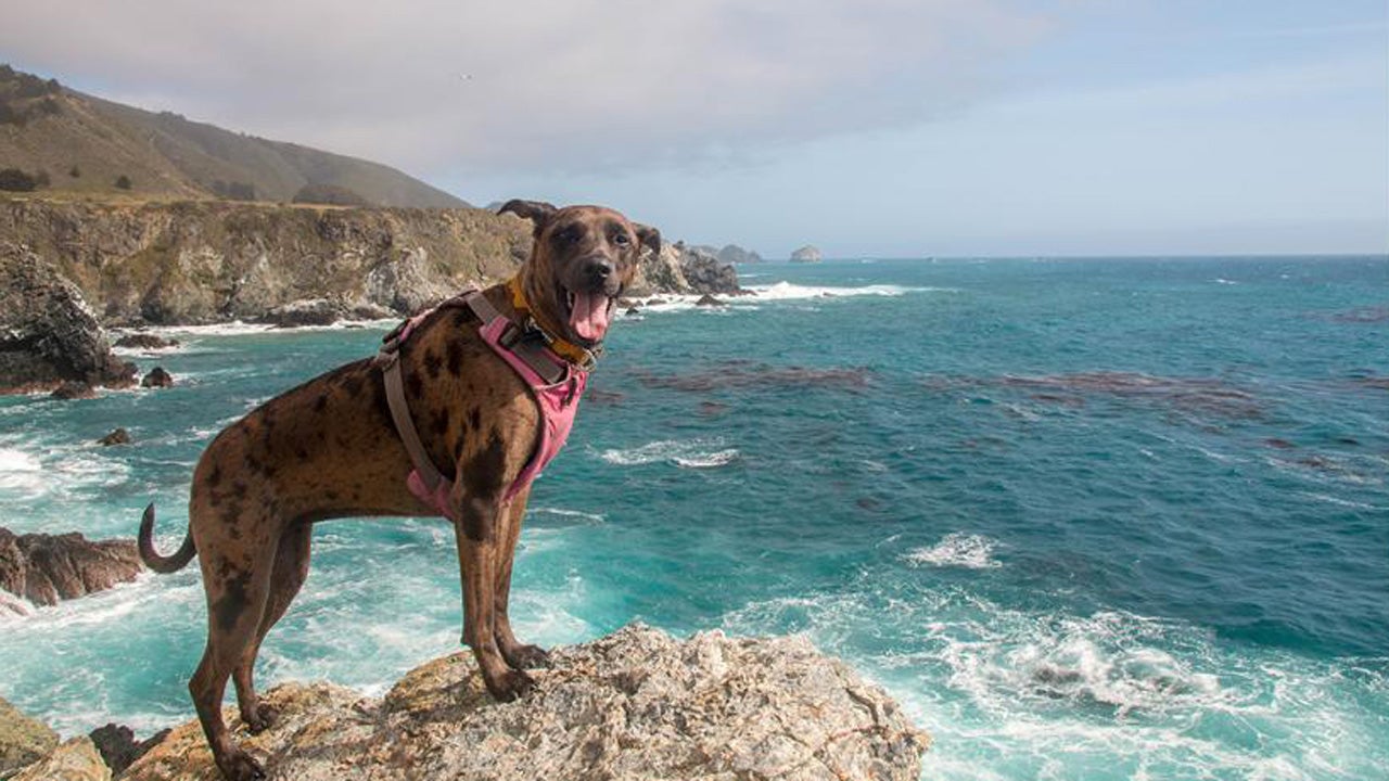 Rescue Dog and Owner Go on Epic Trip Across the United States (PHOTOS ...