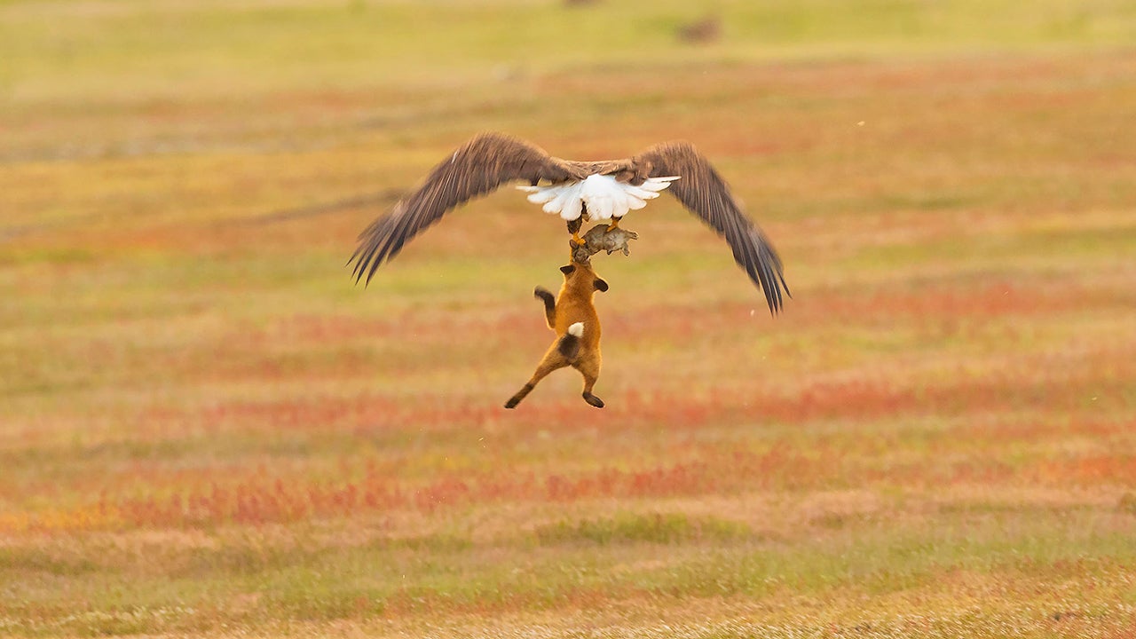 A Fox and an Eagle Fight Over a Rabbit in Mid-Air. Who Will Win ...