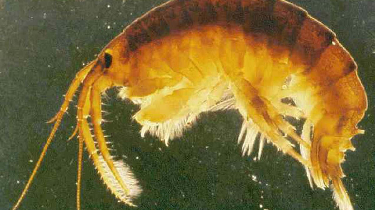 Killer Shrimp Might Be The Next Species to Invade the Great Lakes | The ...