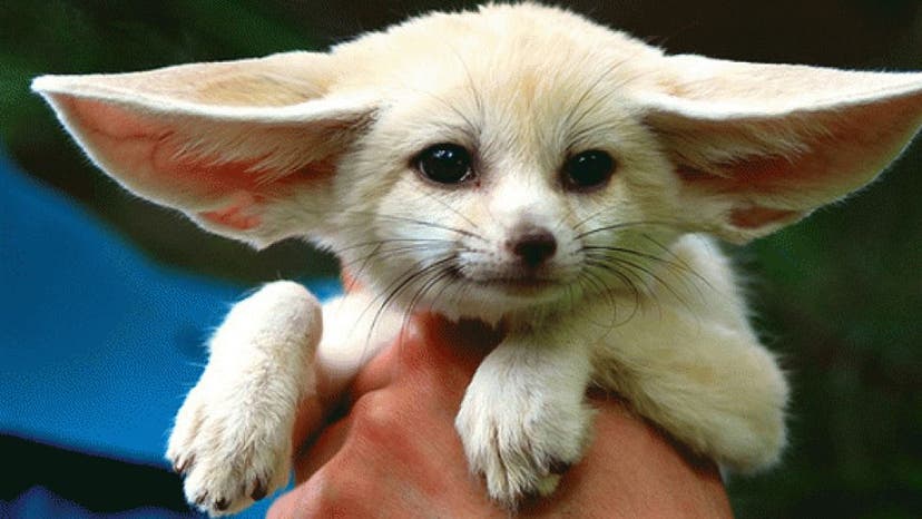 Unusual Therapy Animals That May Surprise You | The Weather Channel