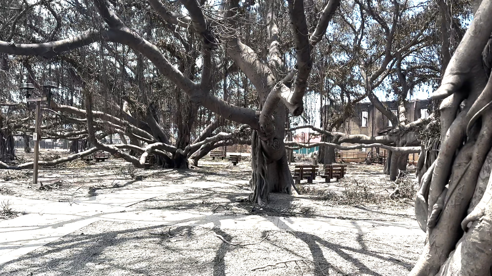 Lahaina Banyan Tree Burned But Standing - Videos from The Weather Channel