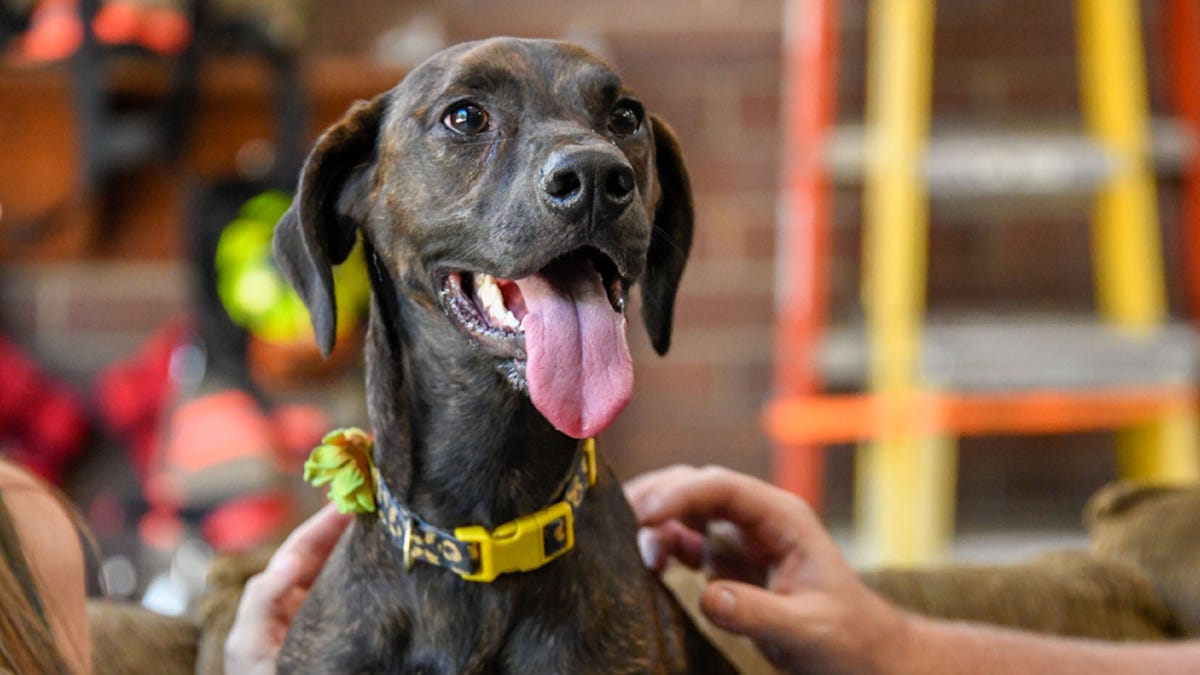 North Carolina Firefighters Band Together To Foster Dog Rescued From Blaze | Weather.com