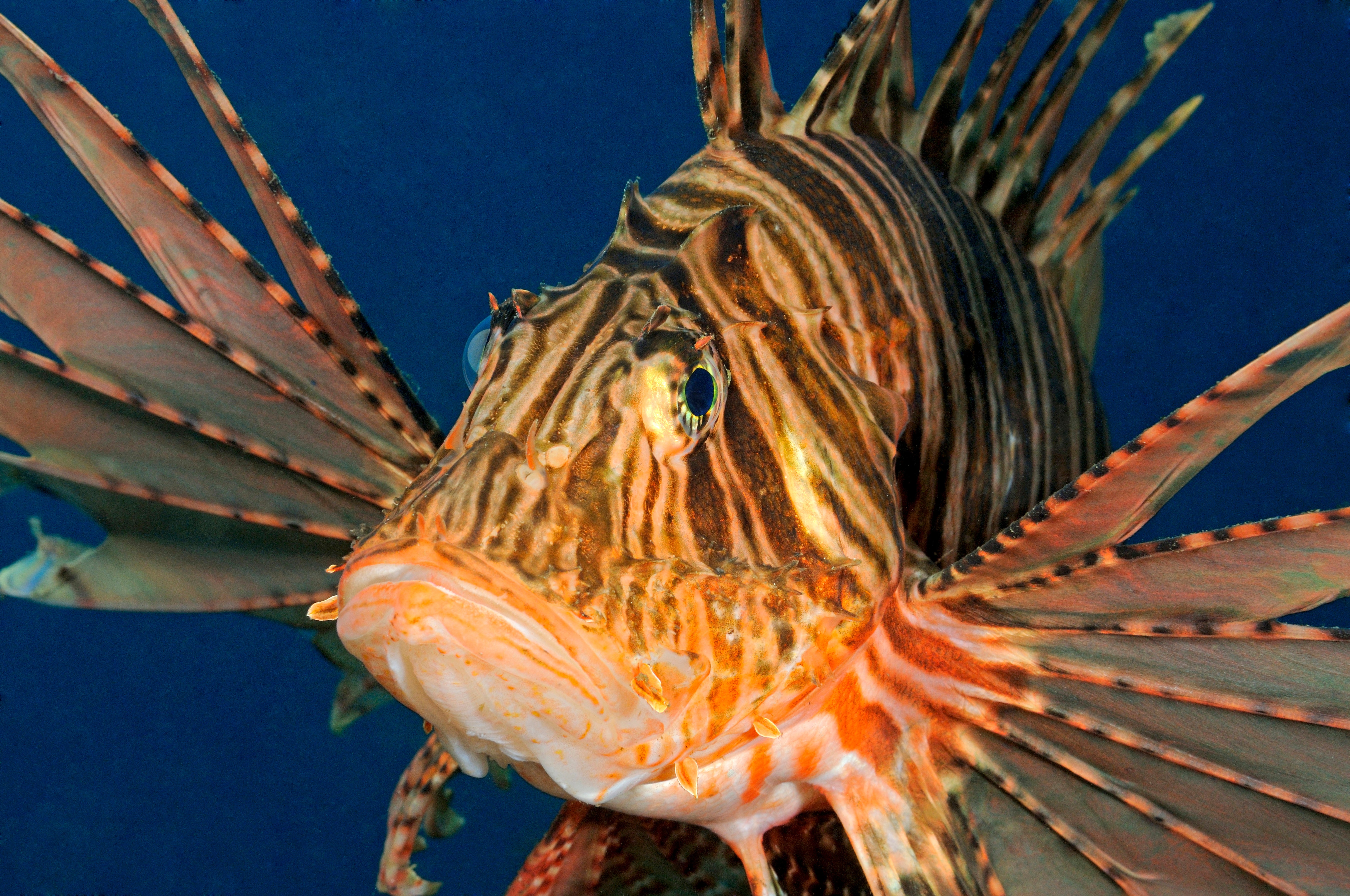 Lionfish Population Explodes in Gulf | The Weather Channel