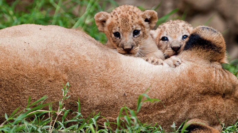 8 Irresistible Baby Animals (Photos) | Weather.com