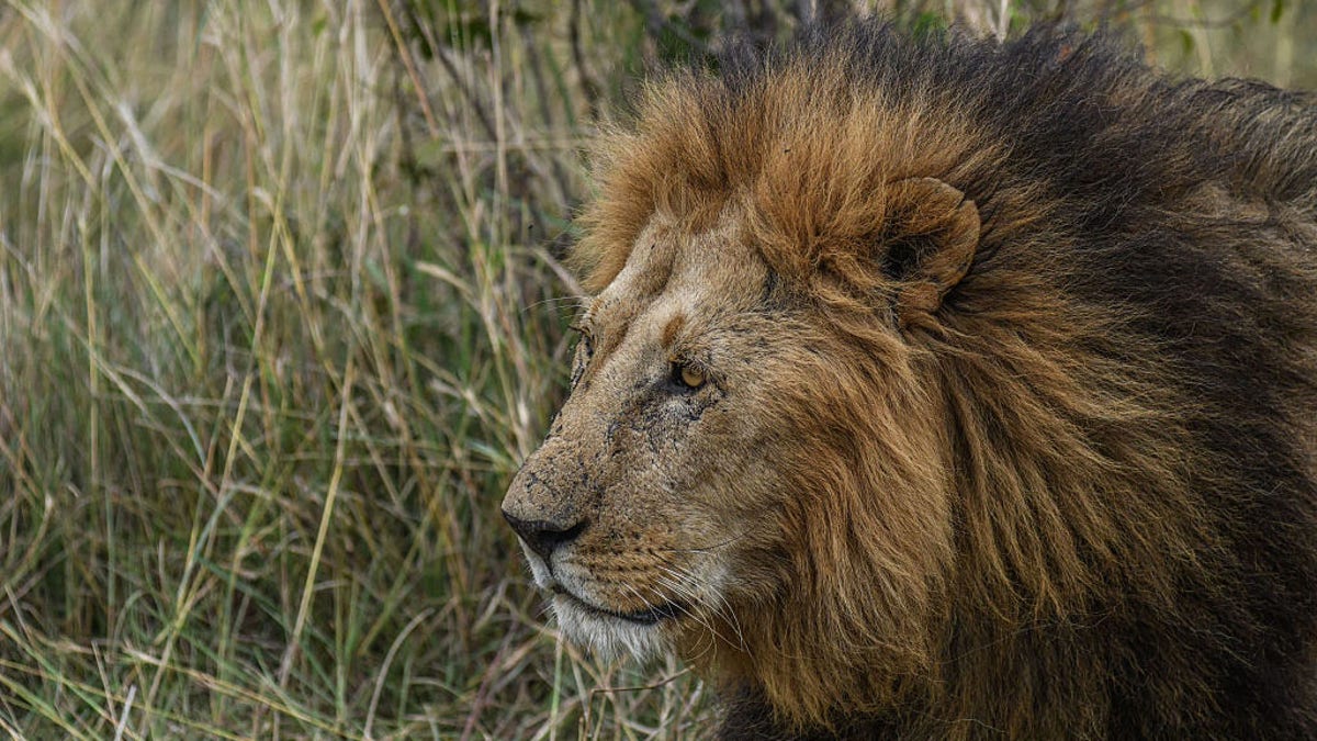 5 Lion Facts For World Lion Day | Weather.com