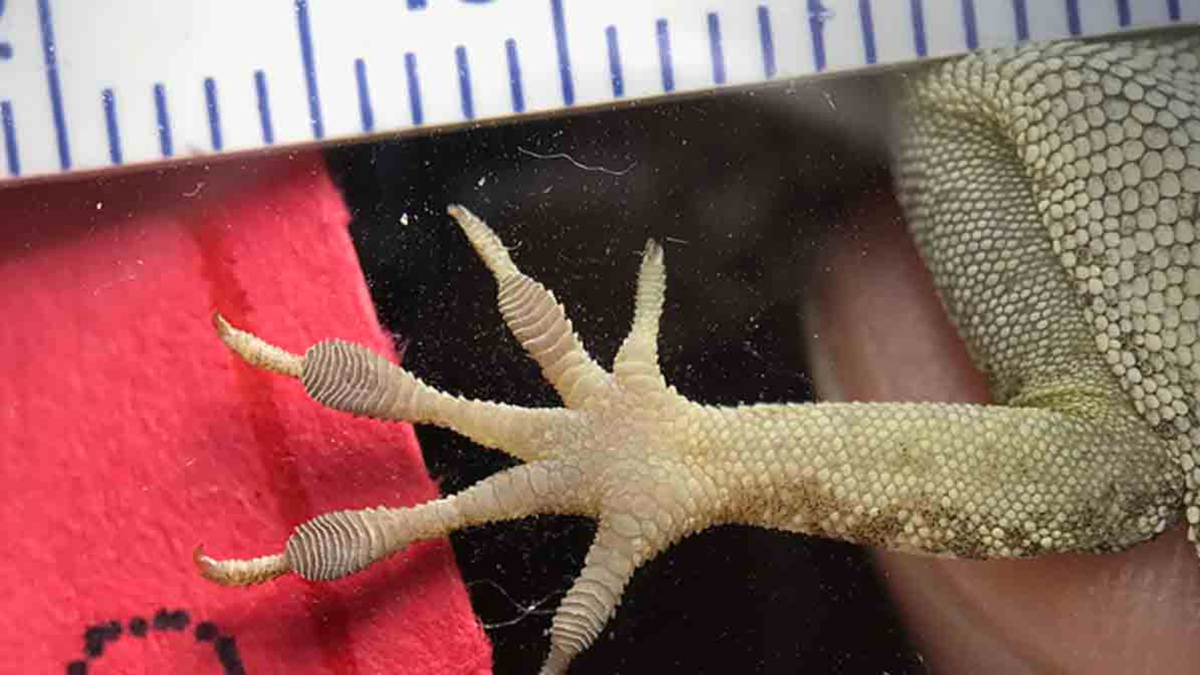 Hold on Tight: Researchers Say Caribbean Lizards Grow Bigger Toes to ...