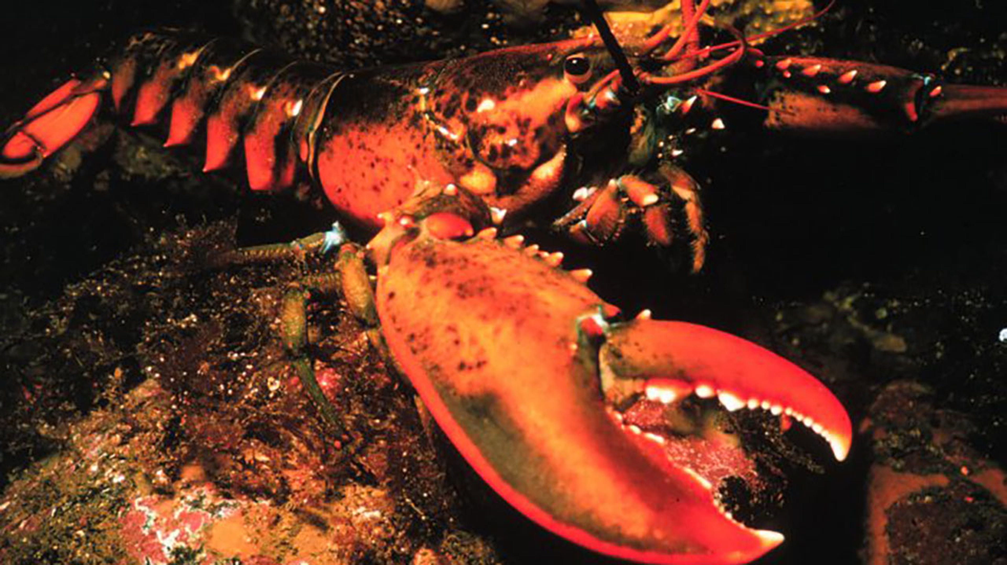 Northward Movement of New England Lobsters Putting Strain on Industry ...