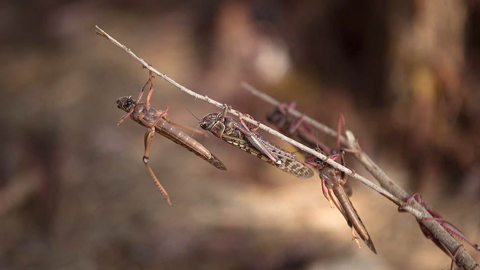 Locusts Swarm into Israel and Egypt | Weather.com