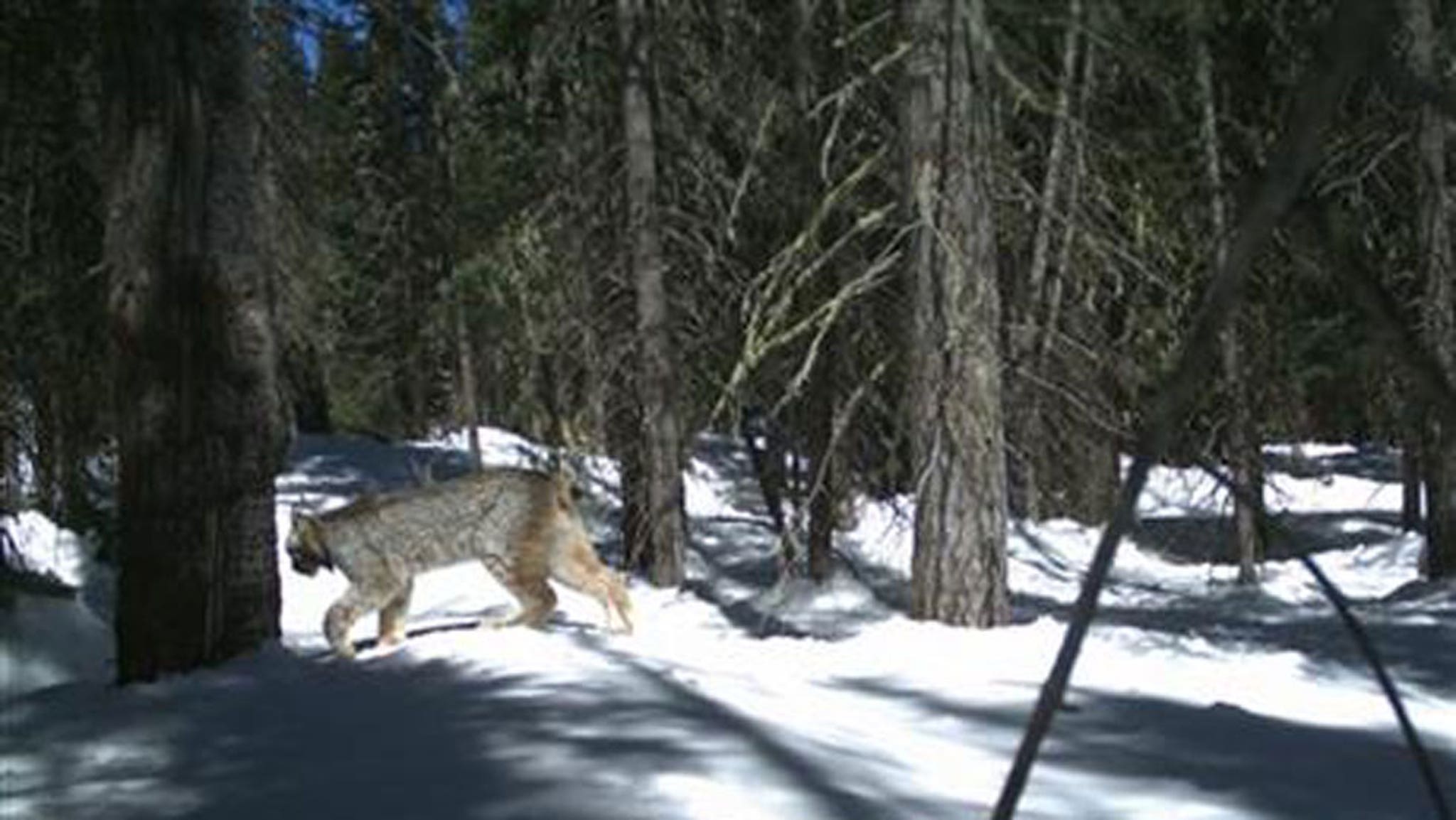 Rare Colorado Lynx Spotted On Camera | The Weather Channel