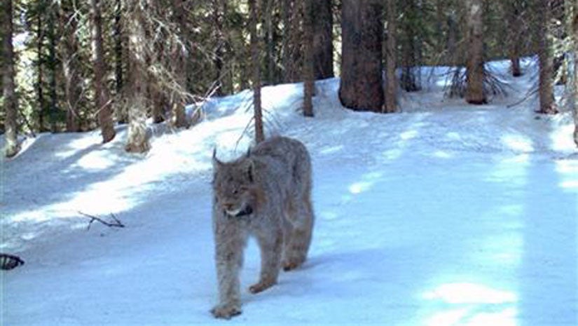 Rare Colorado Lynx Spotted On Camera | The Weather Channel
