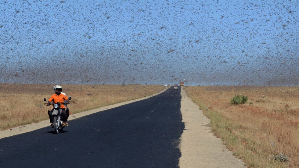 Madagascar's Capital City Plagued by Locust Swarm | The Weather Channel