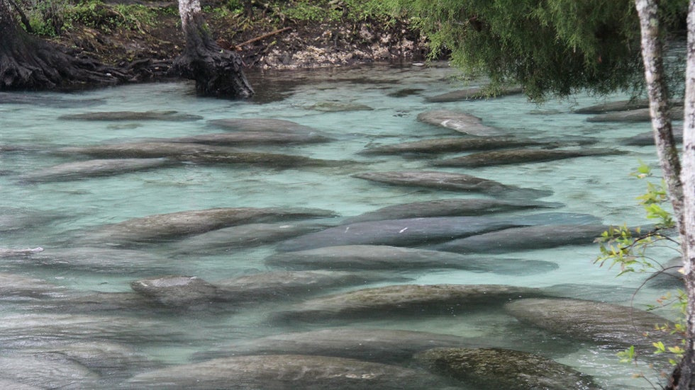 manatee-huddle-3-sisters-springs.jpg
