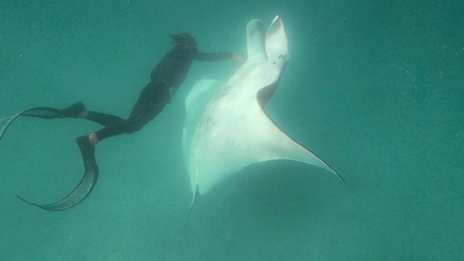 Australien: Verletzter Riesenmanta bittet Taucher um Hilfe - Videos ...