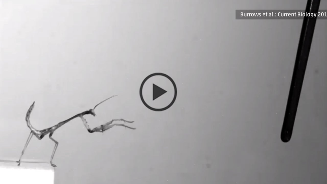 Watch This Mantis Make an Incredible Jump | The Weather Channel