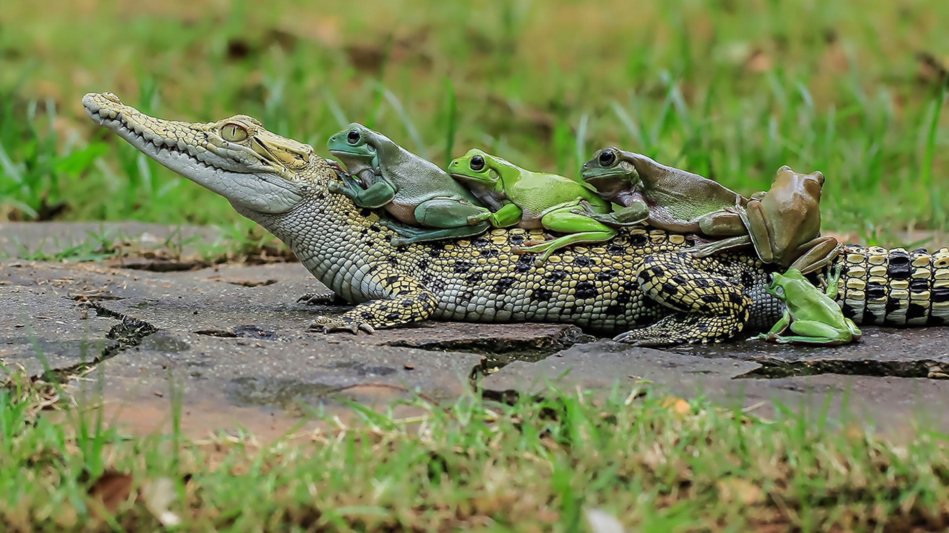Once-in-a-Lifetime Snap: Five Frogs Riding a Crocodile (PHOTOS) | The ...