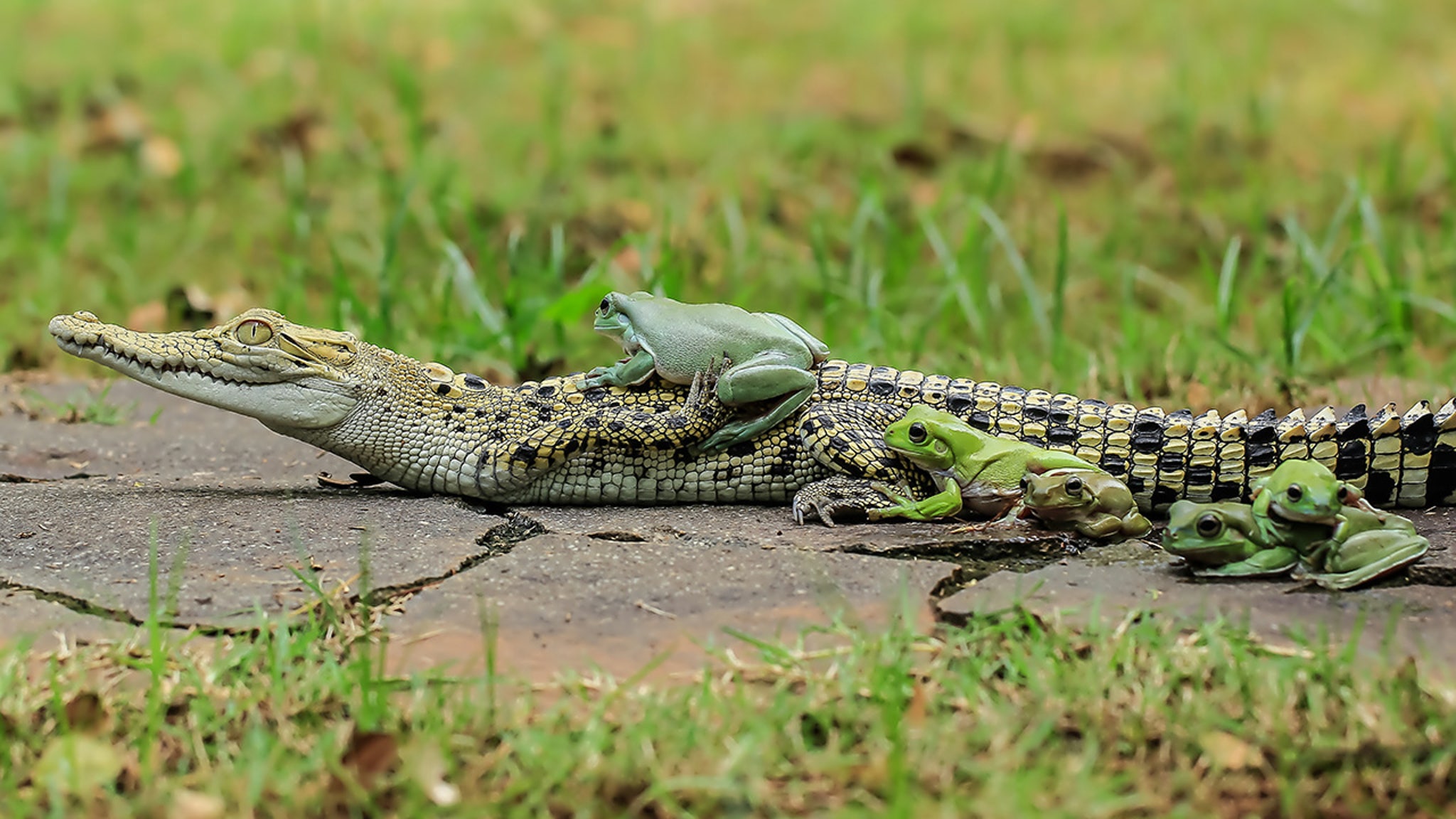 Once-in-a-Lifetime Snap: Five Frogs Riding a Crocodile (PHOTOS) | The ...