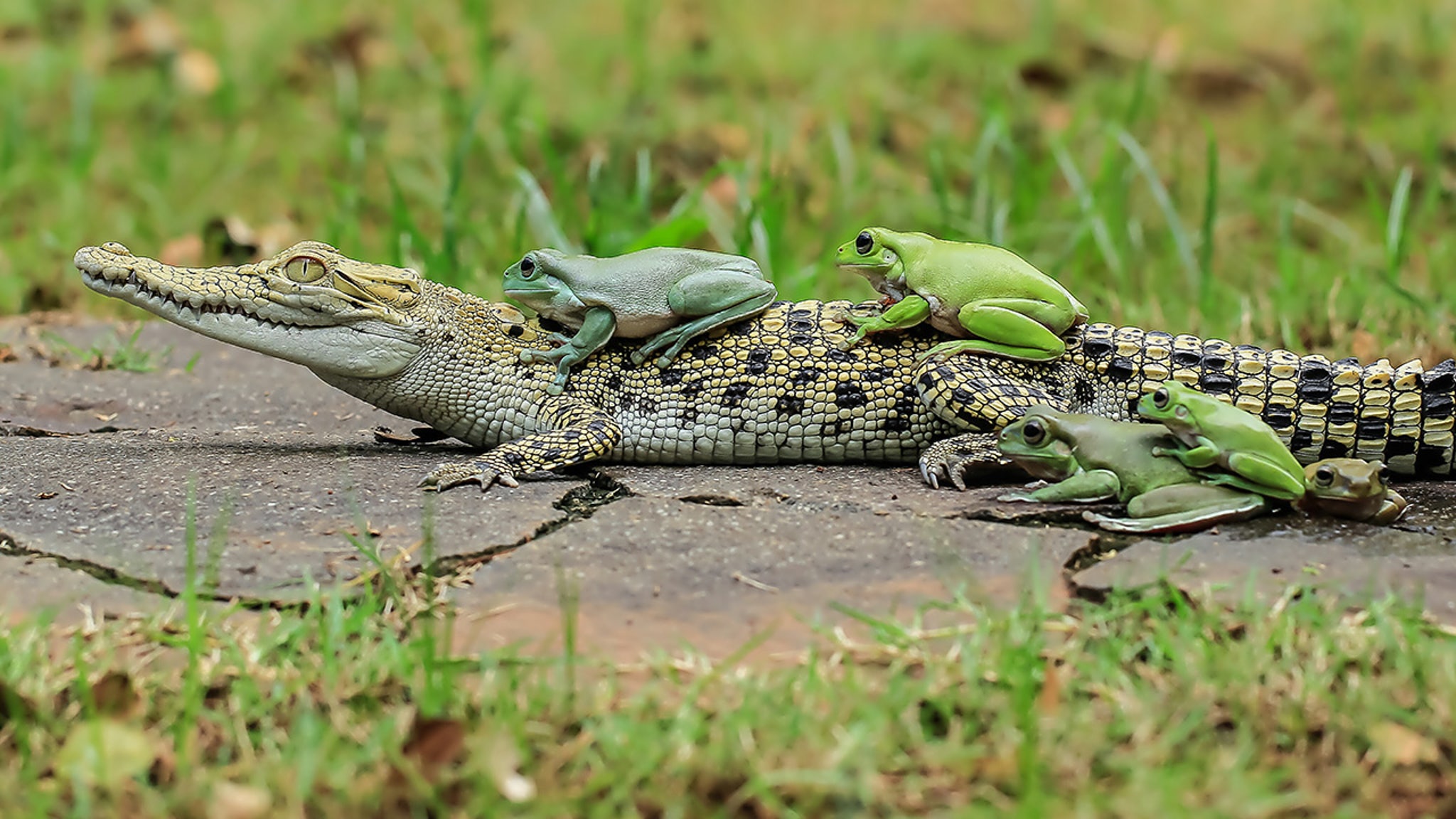 Once-in-a-Lifetime Snap: Five Frogs Riding a Crocodile (PHOTOS) | The ...