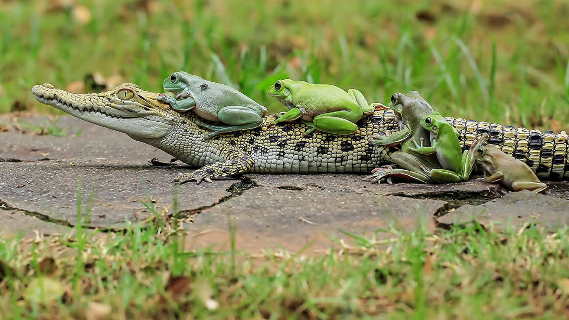 Once-in-a-Lifetime Snap: Five Frogs Riding a Crocodile (PHOTOS) | The ...