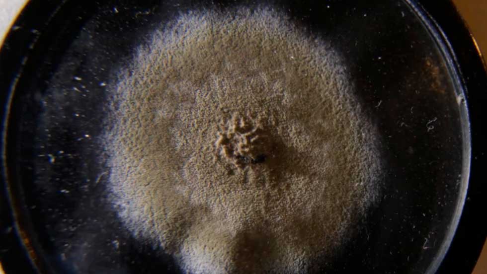 Moldy Dish Sold For More Than $14,600 at Auction | The Weather Channel