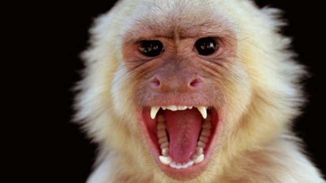 Research: It Really IS Monkey-See, Monkey-Do | Weather.com