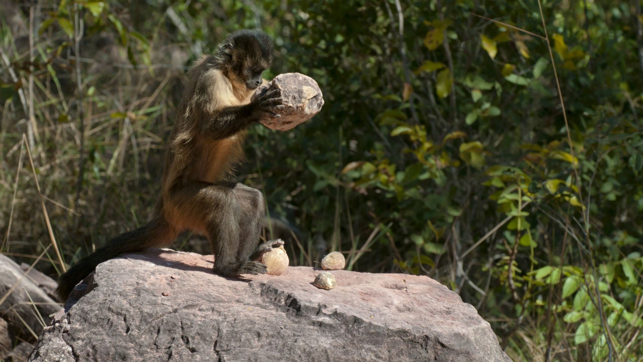 Archeaologists Unearth 700-Year-Old Stone Hammers Used By Capuchin ...