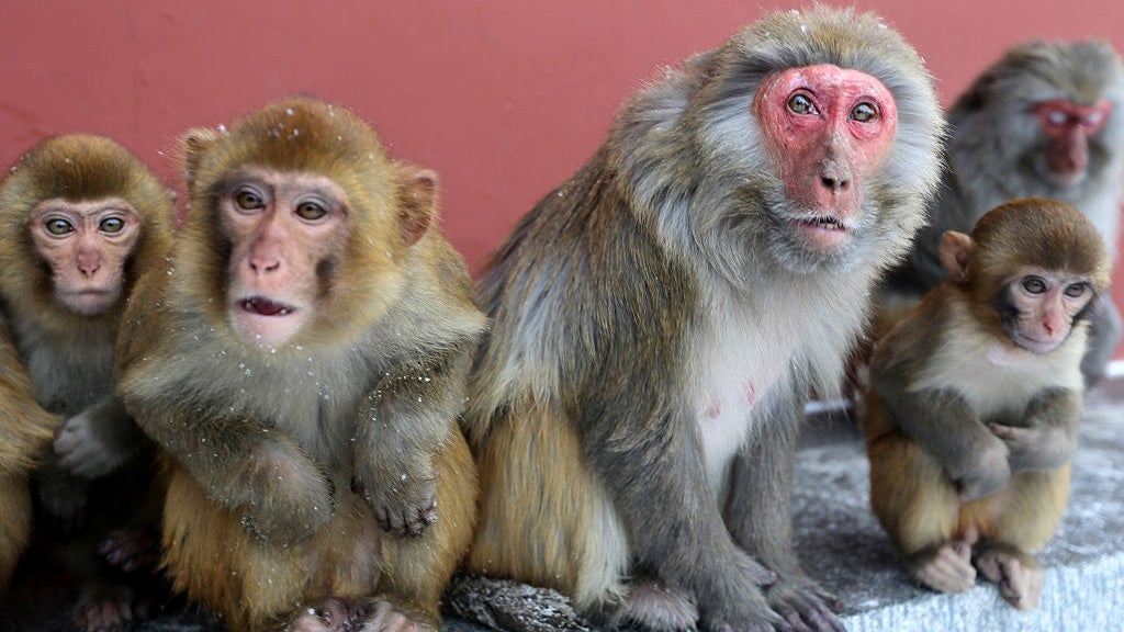 Monkeys Huddle For Warmth On Cold Mountain | Weather.com