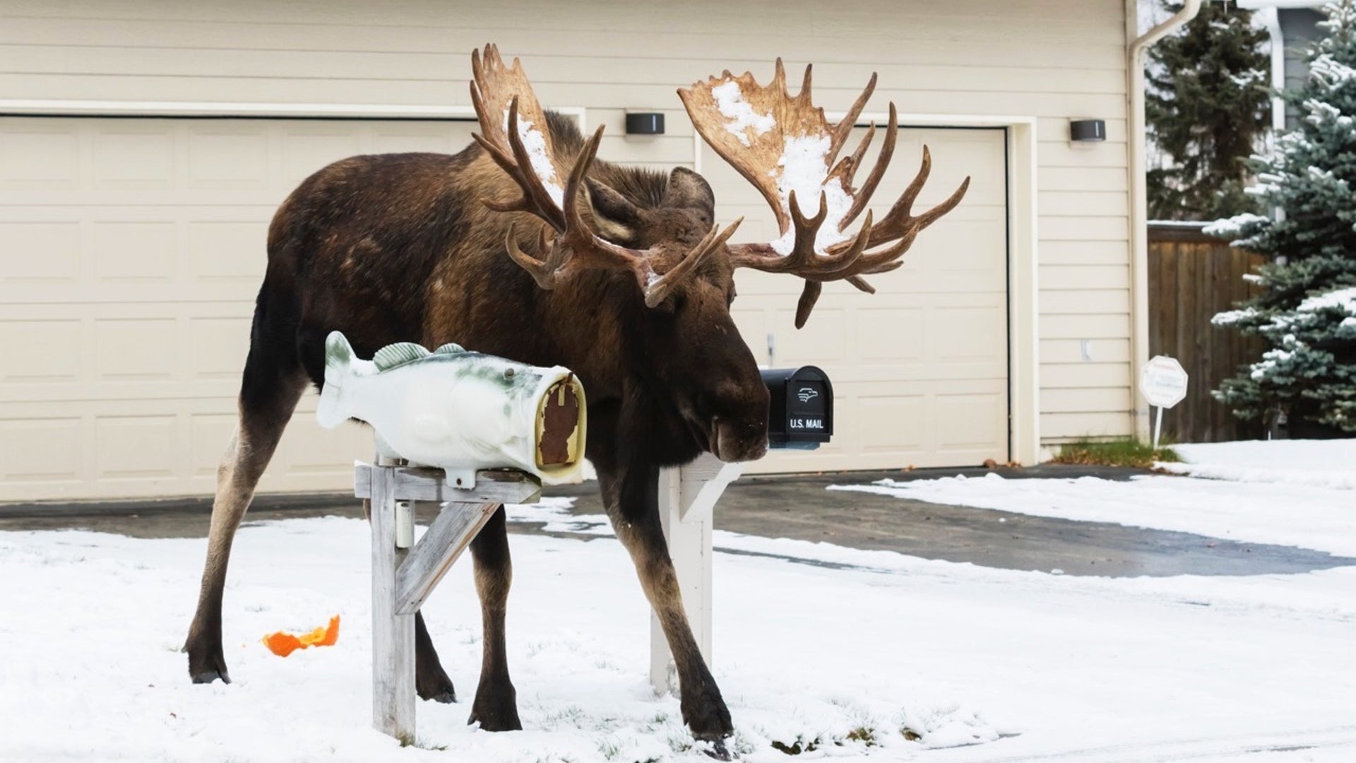 What It’s Like to Live in a City Full of Moose | The Weather Channel