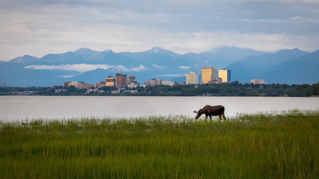 What It’s Like to Live in a City Full of Moose | The Weather Channel