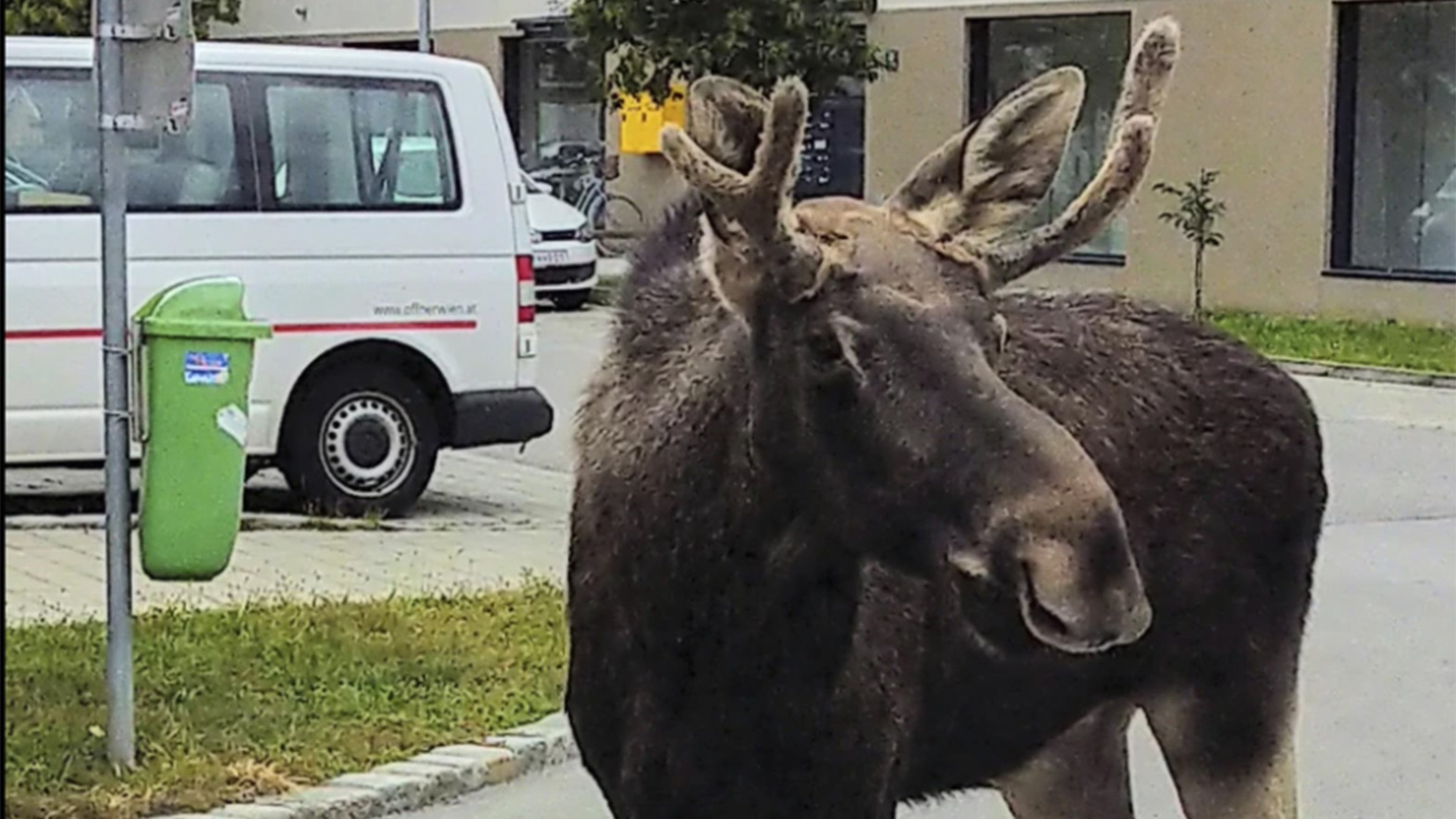 Emil The Loose Moose Becomes An Austrian Celebrity | Weather.com