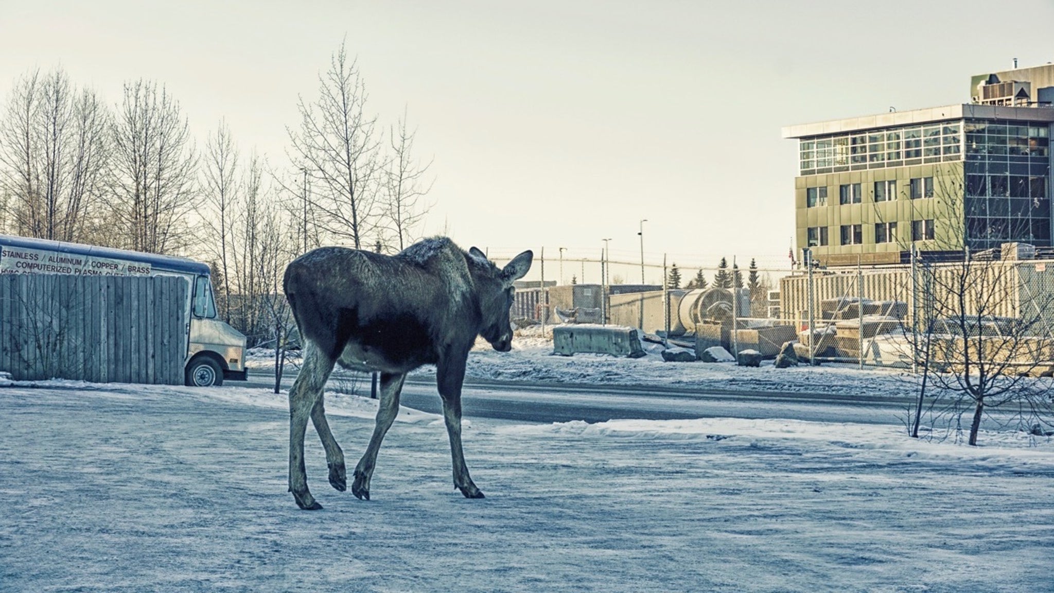What It’s Like to Live in a City Full of Moose | The Weather Channel