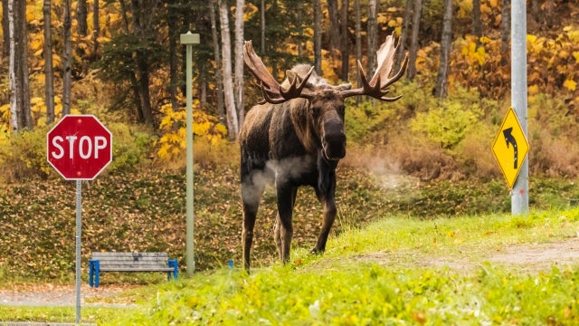 What It’s Like to Live in a City Full of Moose | The Weather Channel