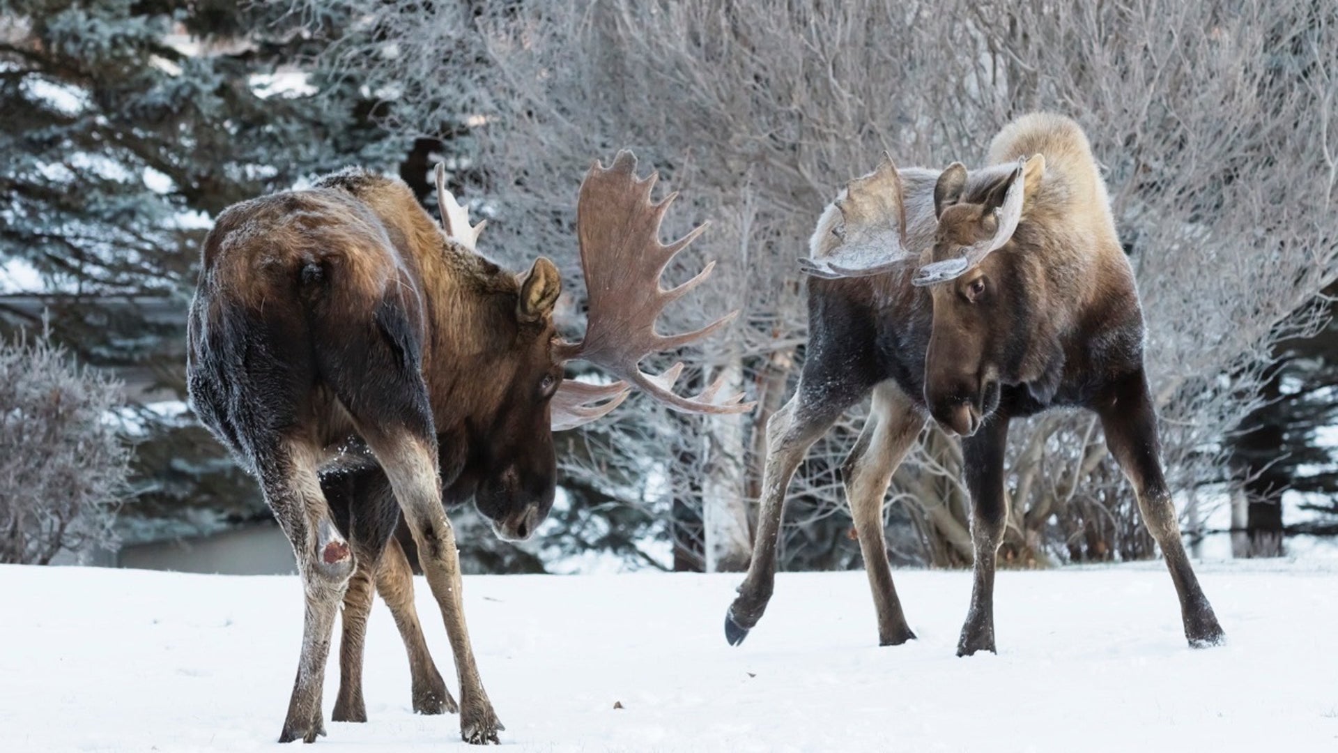 What It’s Like to Live in a City Full of Moose | The Weather Channel